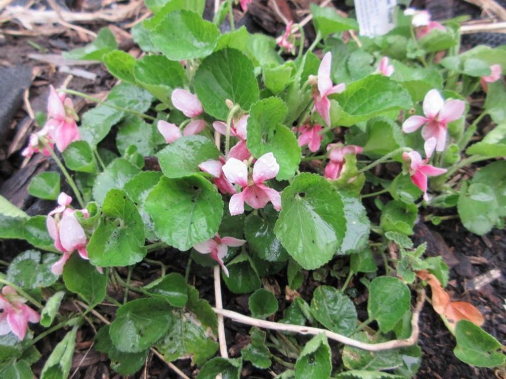 Photo of the entire plant of Scented Violet (Viola odorata 'Rosina ...