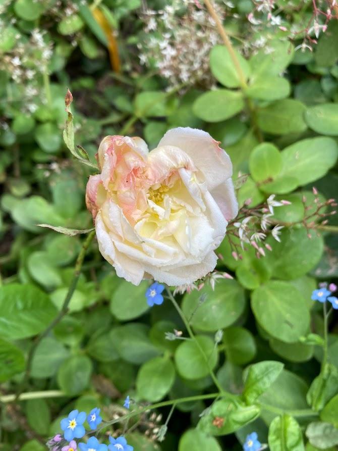 Photo of the bloom of Rose (Rosa 'Oratam') posted by pmpauley - Garden.org