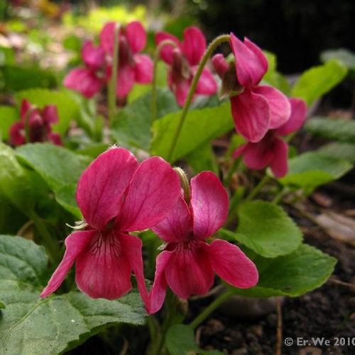 Sweet Violet (Viola odorata 'Miracle Barley Pink') in the Violas ...