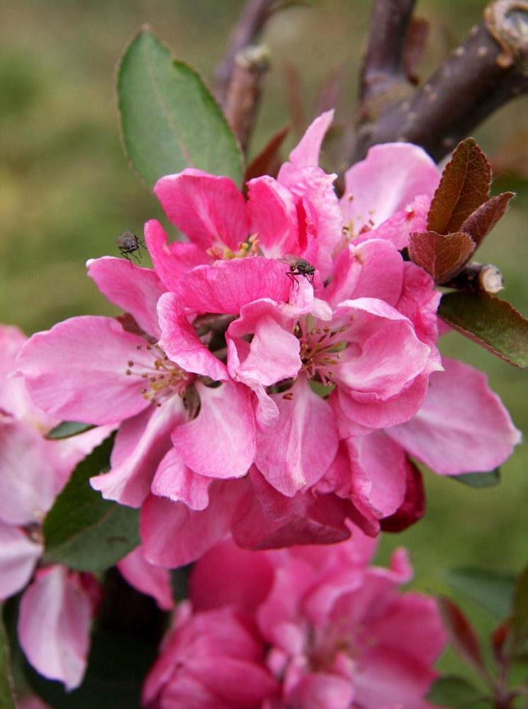 Photo of the bloom of Crabapple (Malus 'Hopa') posted by scvirginia ...