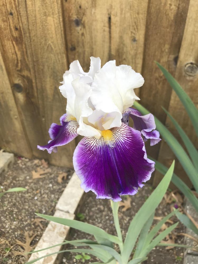 Tall Bearded Iris (Iris 'Just the Ticket') in the Irises Database ...