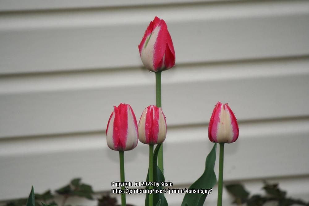 Tulip (Tulipa 'Spryng Break') in the Tulips Database - Garden.org