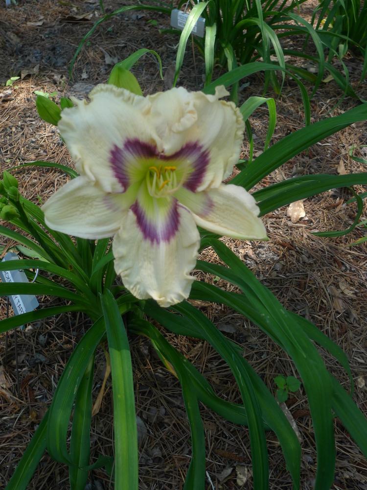 Photo of the bloom of Daylily (Hemerocallis 'Blackberry Tart') posted ...
