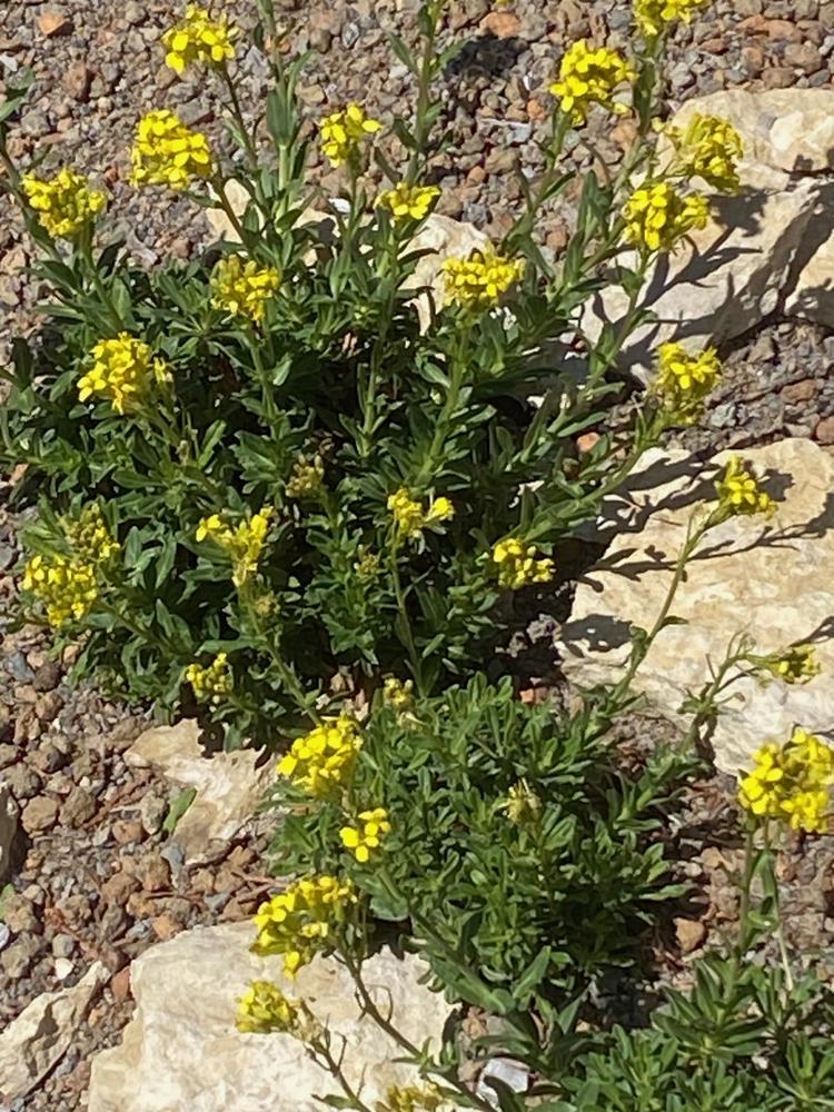Photo of the entire plant of Bladderpod (Alyssoides utriculata) posted ...
