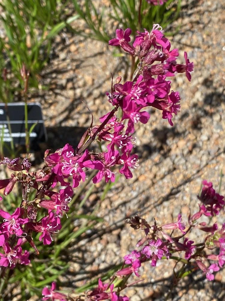 Photo of the bloom of German Catchfly (Viscaria vulgaris) posted by SL ...