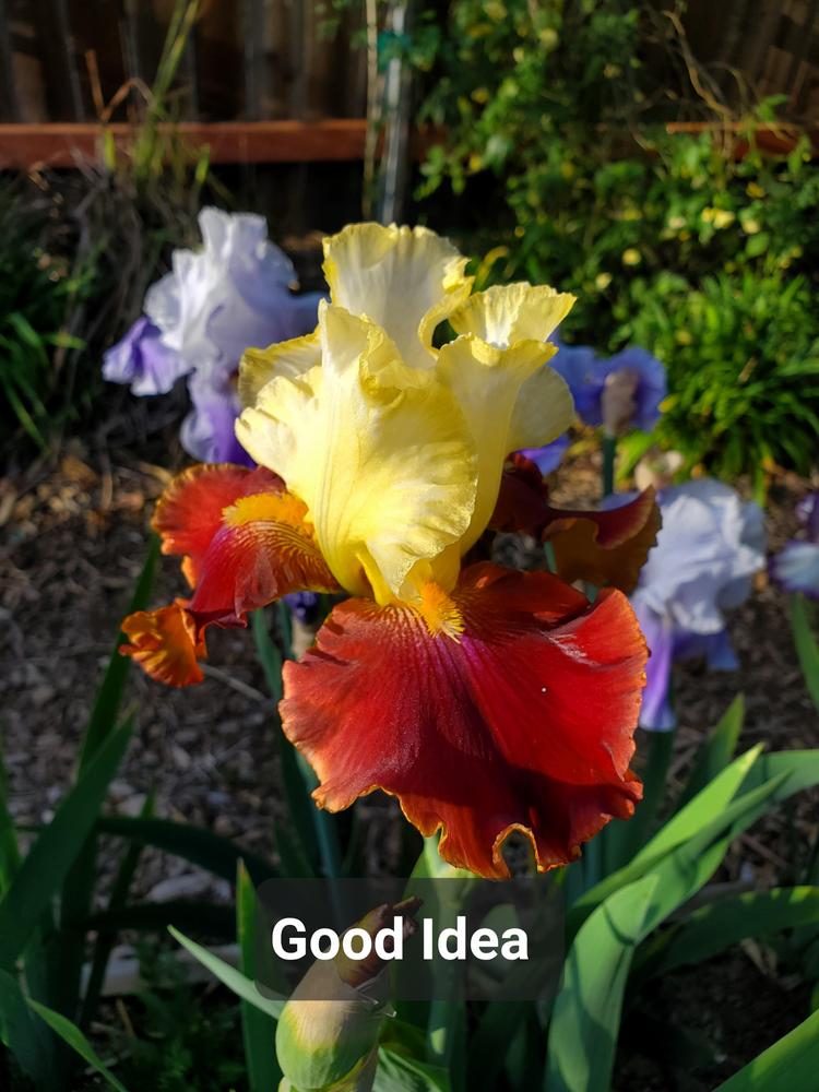 Photo of the bloom of Tall Bearded Iris (Iris 'Good Idea') posted by ...