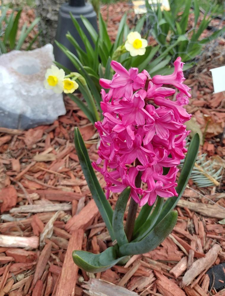 Dutch Hyacinth (Hyacinthus orientalis 'Jan Bos') in the Hyacinths Database - Garden.org