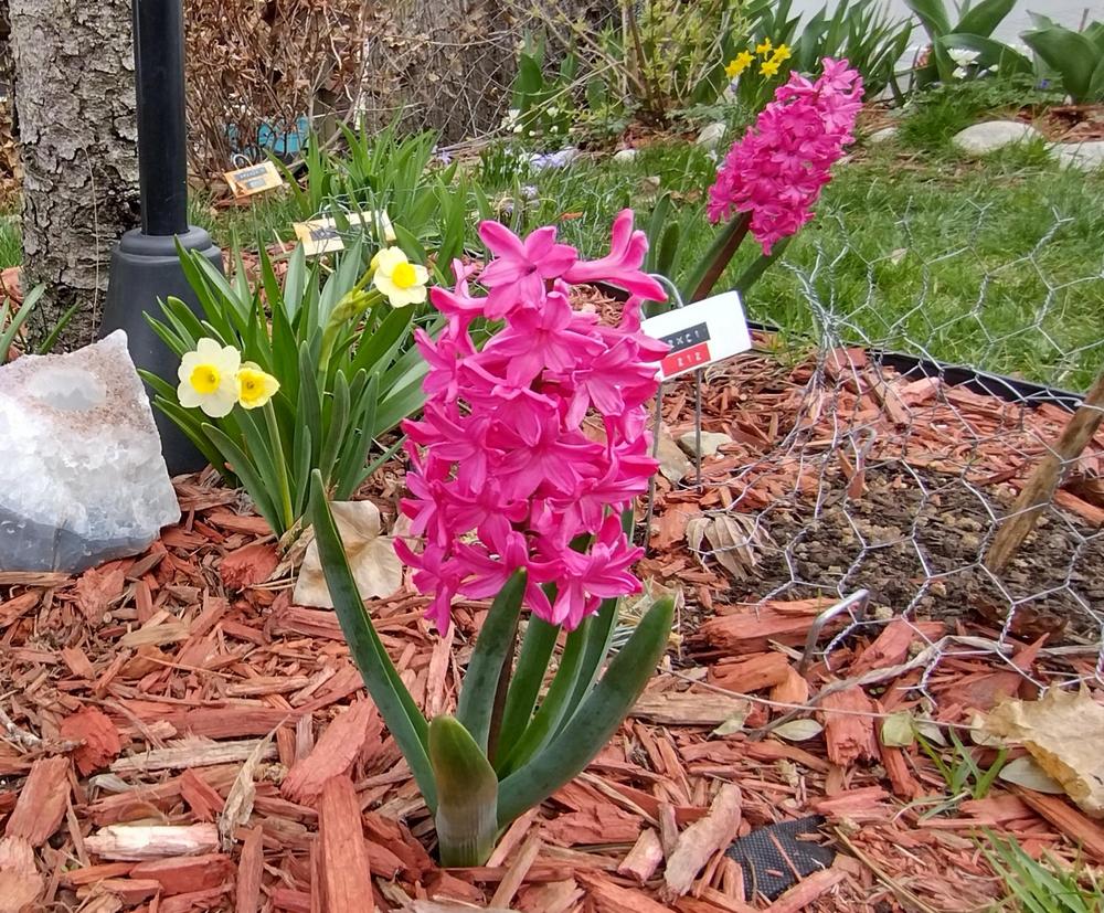 Photo of the entire plant of Dutch Hyacinth (Hyacinthus orientalis 'Jan Bos') posted by plasko20 ...