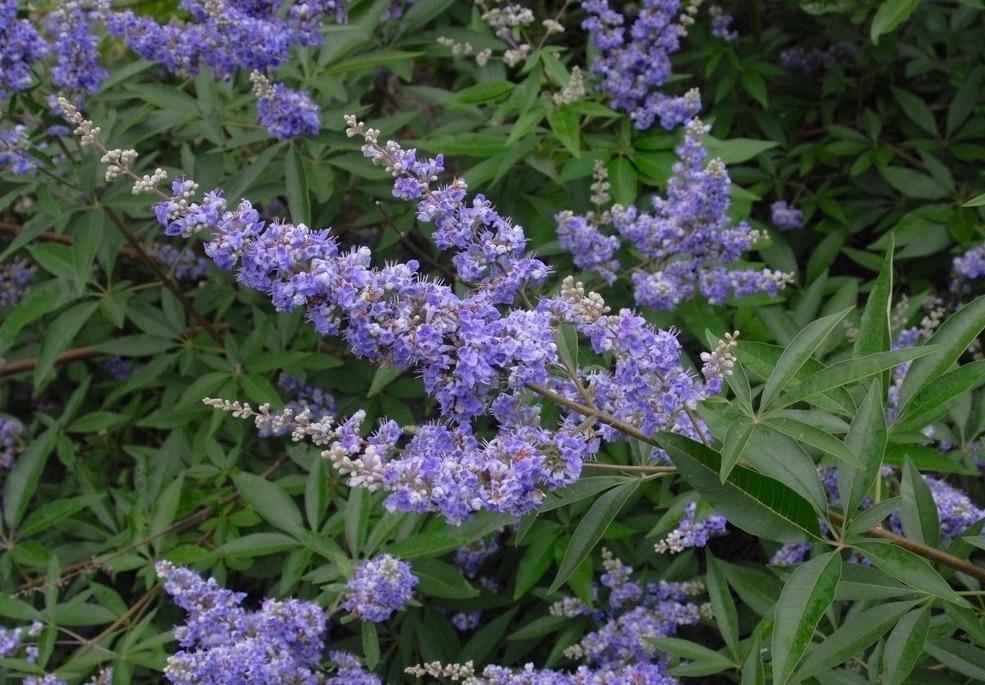 Photo of the bloom of Chaste Tree (Vitex agnus-castus 'Montrose Purple ...
