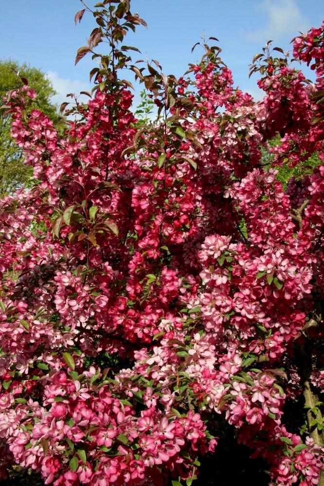 Photo of the bloom of Flowering Crabapple (Malus 'Indian Magic') posted by scvirginia - Garden.org