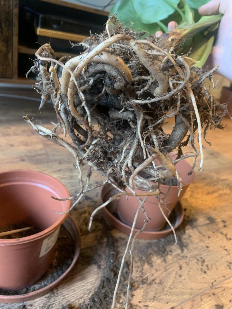 Does my Birds of paradise / Strelizia Nicolai have root rot? in the ...