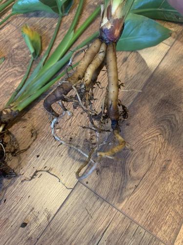 Does my Birds of paradise / Strelizia Nicolai have root rot? in the ...
