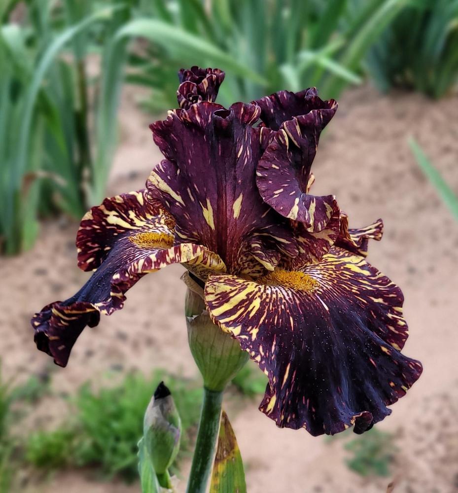Photo of the bloom of Tall Bearded Iris (Iris 'Spiced Up') posted by Bitoftrouble - Garden.org
