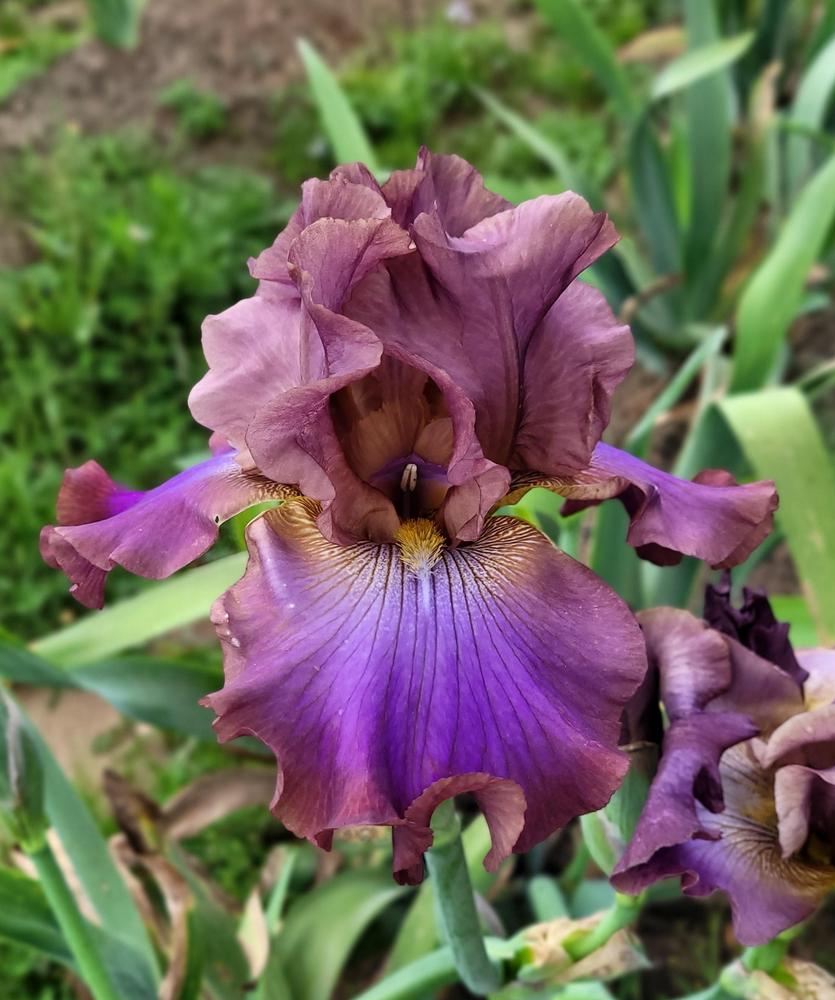 Photo of the bloom of Tall Bearded Iris (Iris 'Bronze Peacock') posted ...
