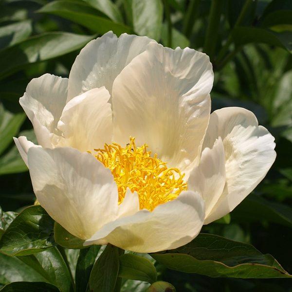 Peony (Paeonia 'Euterpe') in the Peonies Database - Garden.org