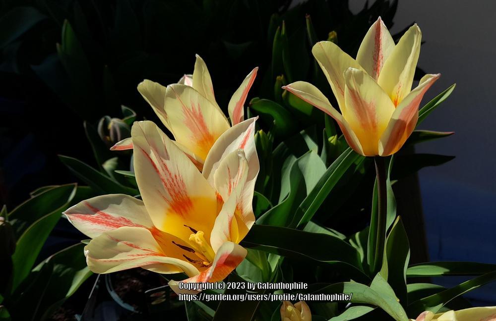 Photo of the bloom of Greigii Tulip (Tulipa 'Quebec') posted by ...
