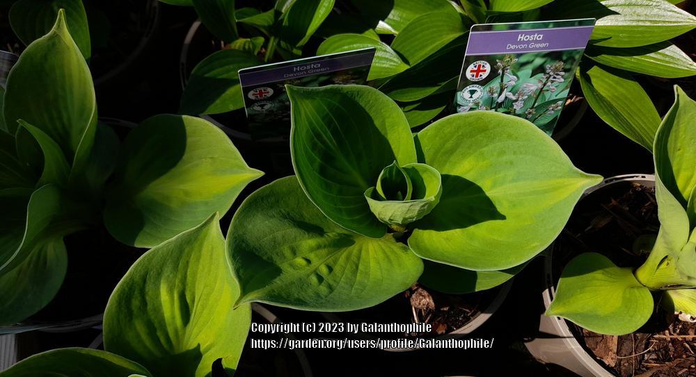 Photo of the leaves of Hosta 'Sunset Grooves' posted by Galanthophile ...