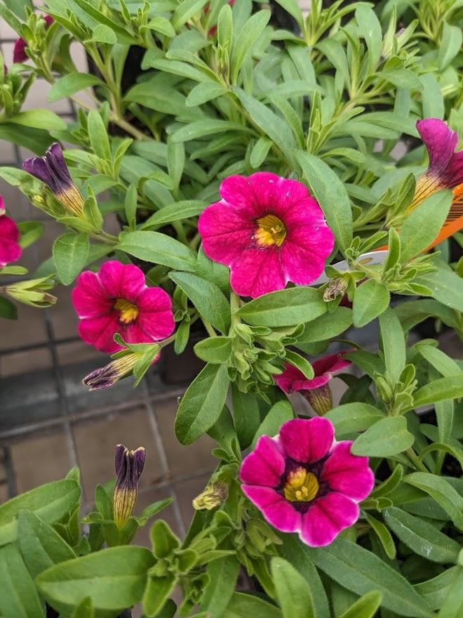 Photo of the entire plant of Million Bells (Calibrachoa Cabaret™ Diva ...