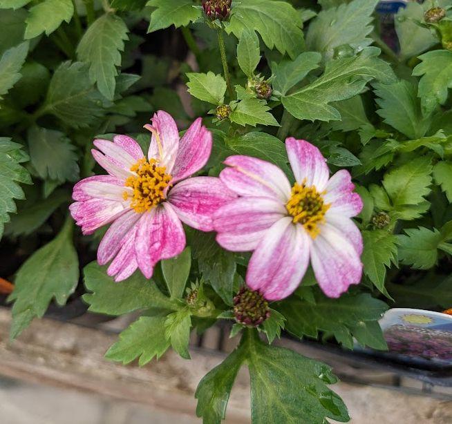Photo of the entire plant of Arizona Beggarticks (Bidens aurea Pretty ...
