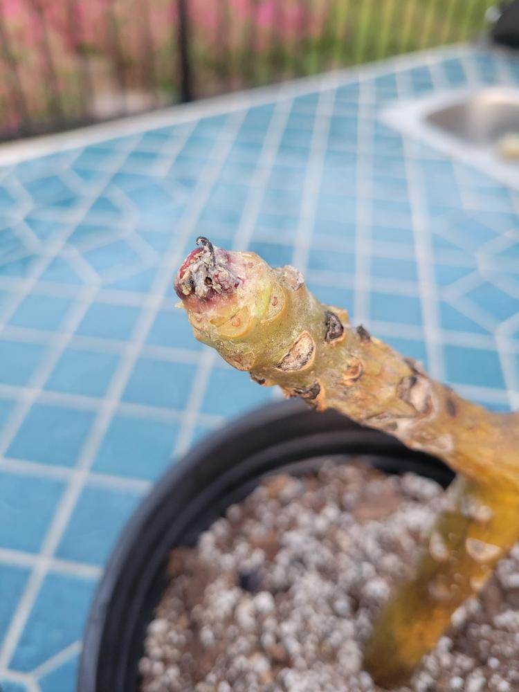 Crusty looking residue on new leaf growth in the Plumeria forum ...