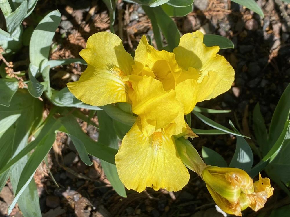 Standard Dwarf Bearded Iris (Iris 'Ping the Duck') in the Irises ...