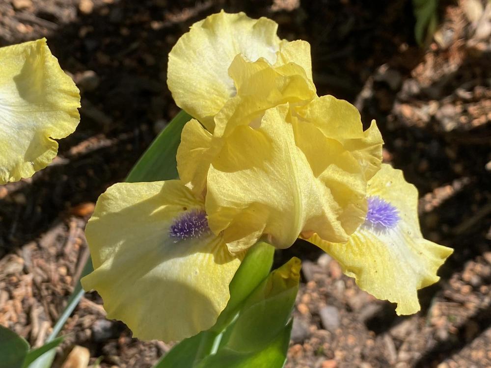 Photo of the bloom of Standard Dwarf Bearded Iris (Iris 'Irish Chant ...