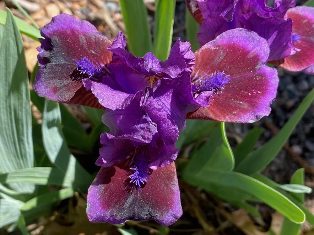 Photo of the bloom of Standard Dwarf Bearded Iris (Iris 'Little Episode ...