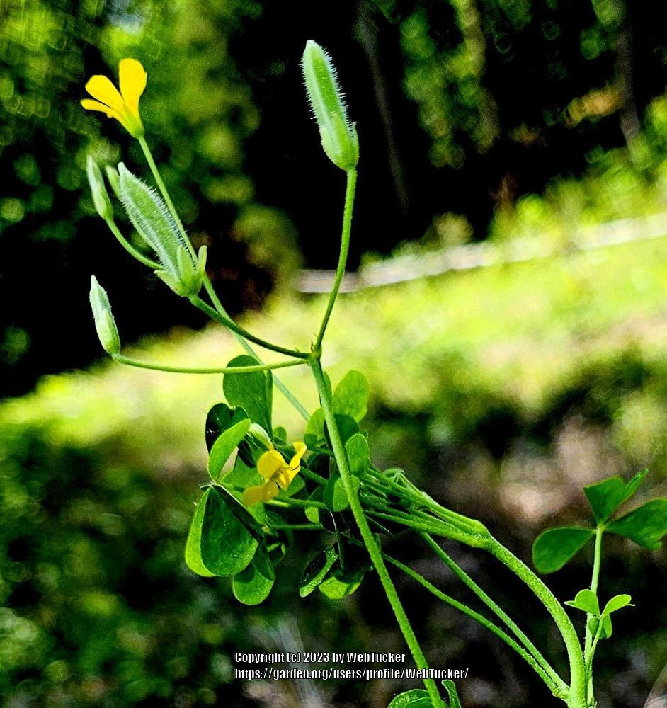 Photo of the seed pods or heads of Yellow Wood Sorrel (Oxalis dillenii ...