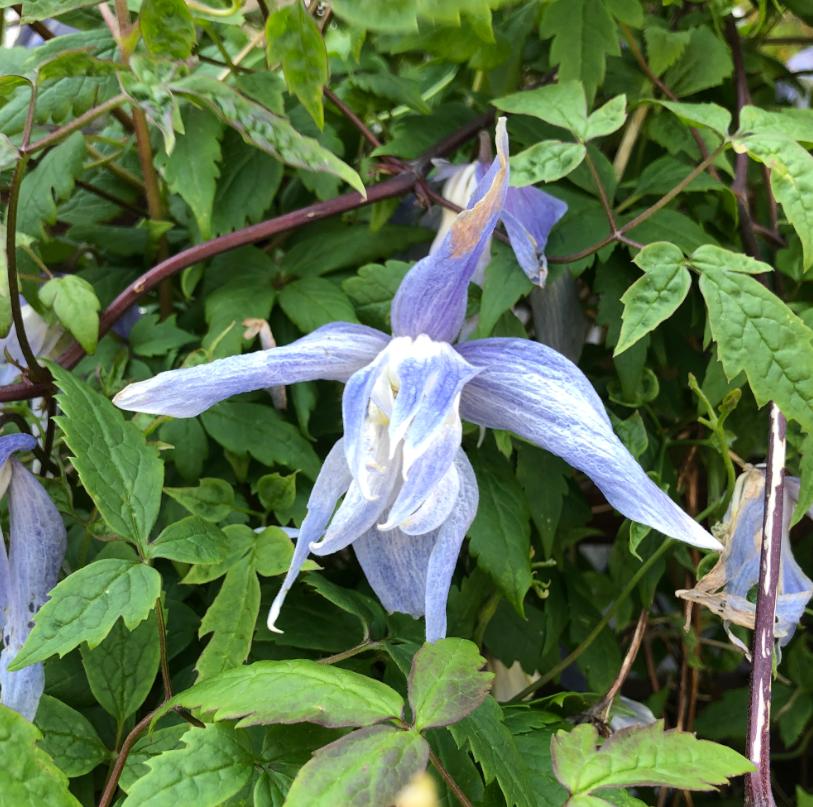 Purple Pendulum in the Plant ID forum - Garden.org