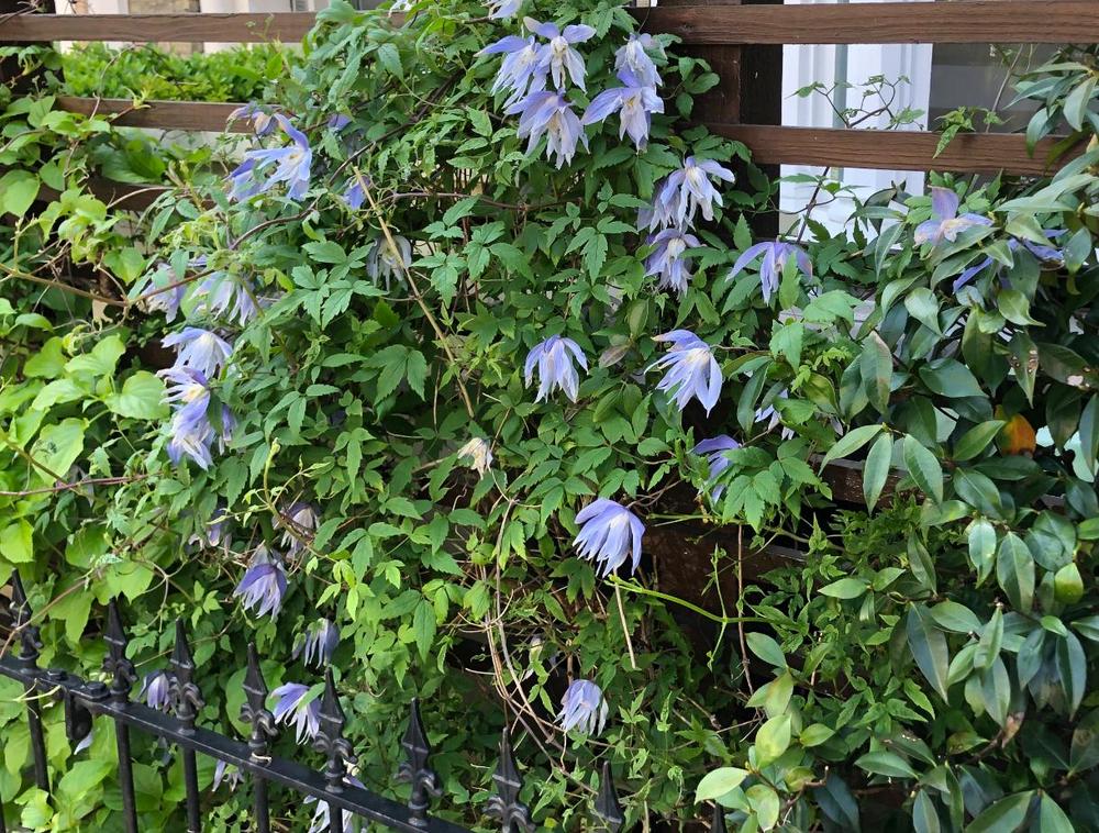 Purple Pendulum in the Plant ID forum - Garden.org