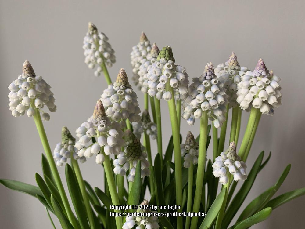 Photo of the bloom of Grape Hyacinth (Muscari aucheri 'Ocean Magic ...