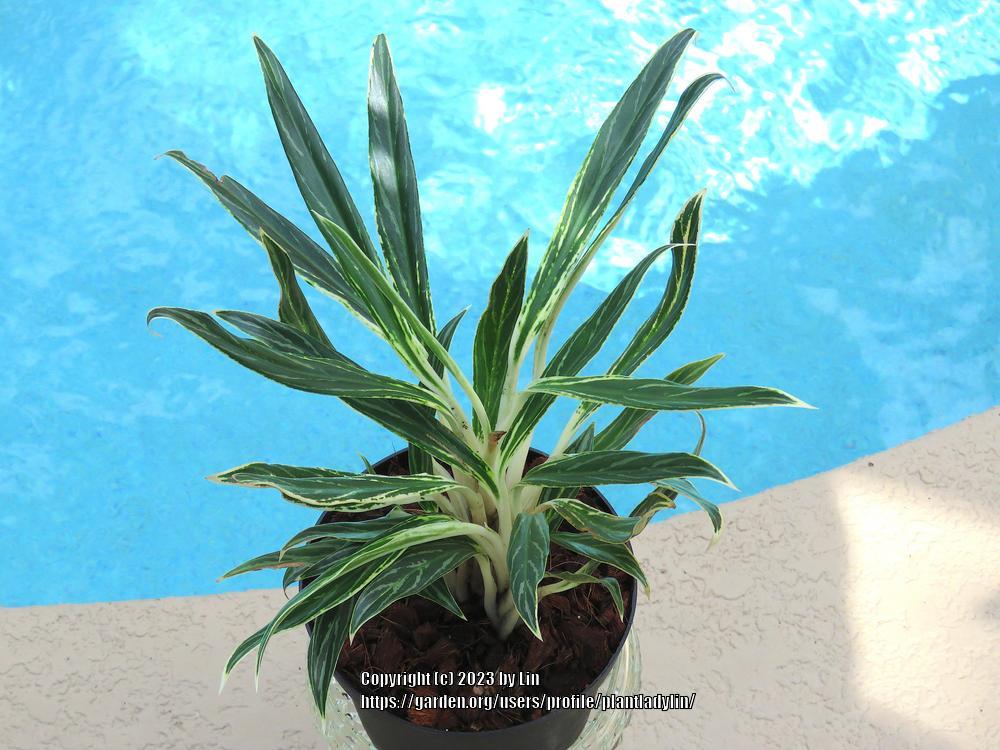 Chinese Evergreen (Aglaonema 'Rice') in the Aglaonemas Database ...