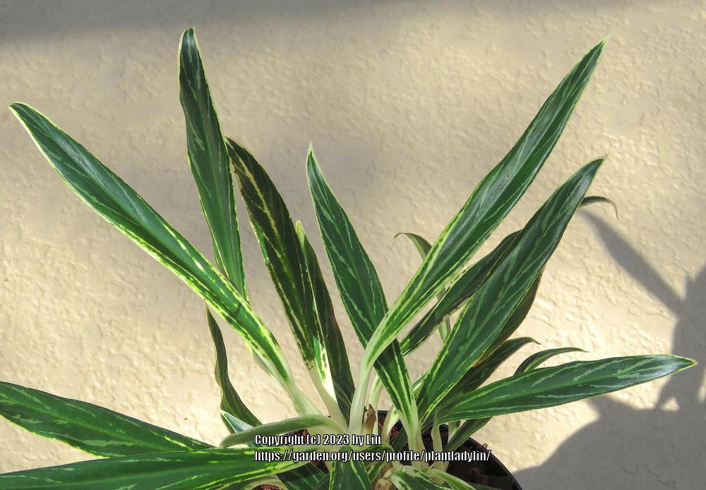 Photo of the leaves of Chinese Evergreen (Aglaonema 'Rice') posted by ...