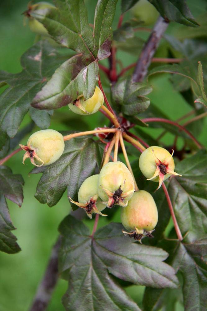 Photo of the fruit of Three-Lobe-Leaf Apple (Eriolobus trilobatus ...