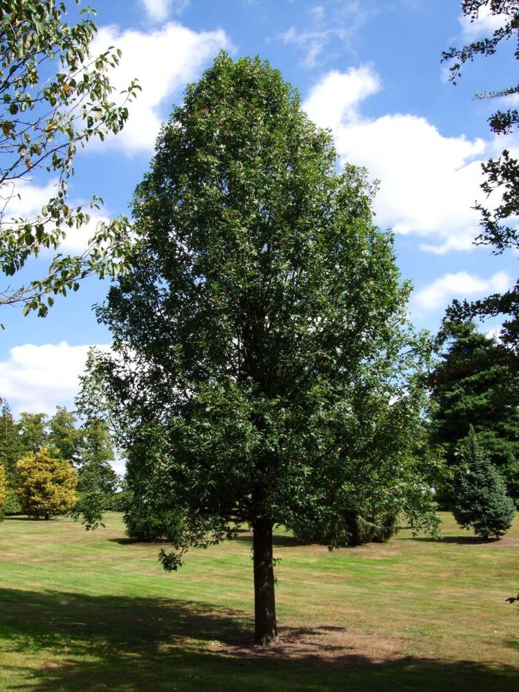 Photo of the entire plant of Three-Lobe-Leaf Apple (Eriolobus ...
