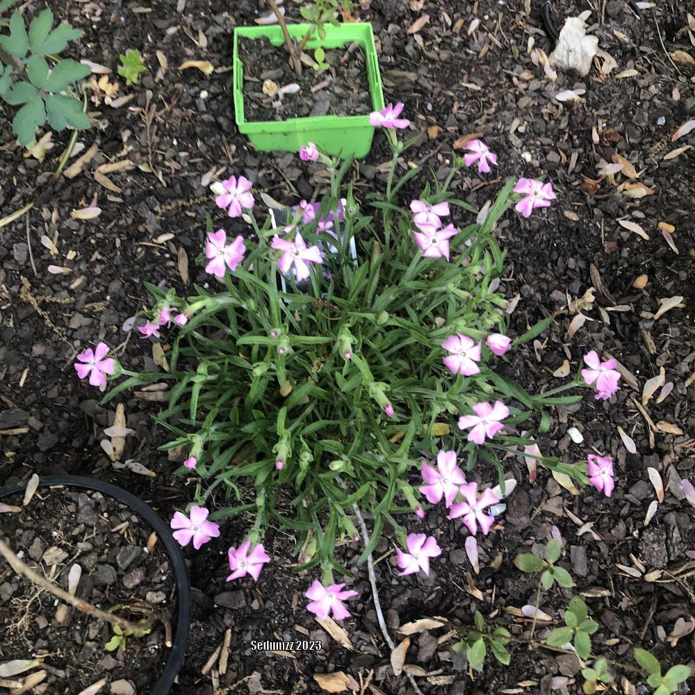 Photo of the entire plant of Carolina Pink (Silene caroliniana 'Short ...