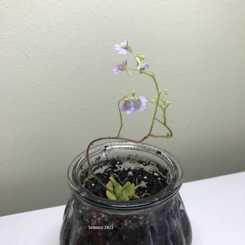 Photo of the entire plant of Corkscrew Plant (Genlisea violacea) posted ...