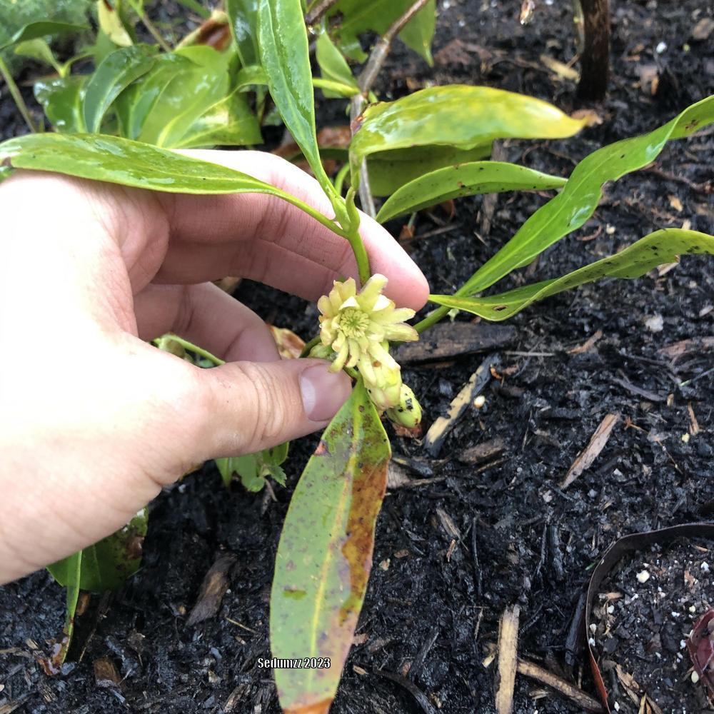 Photo of the bloom of Star Anise (Illicium Star Flower Orion™) posted ...