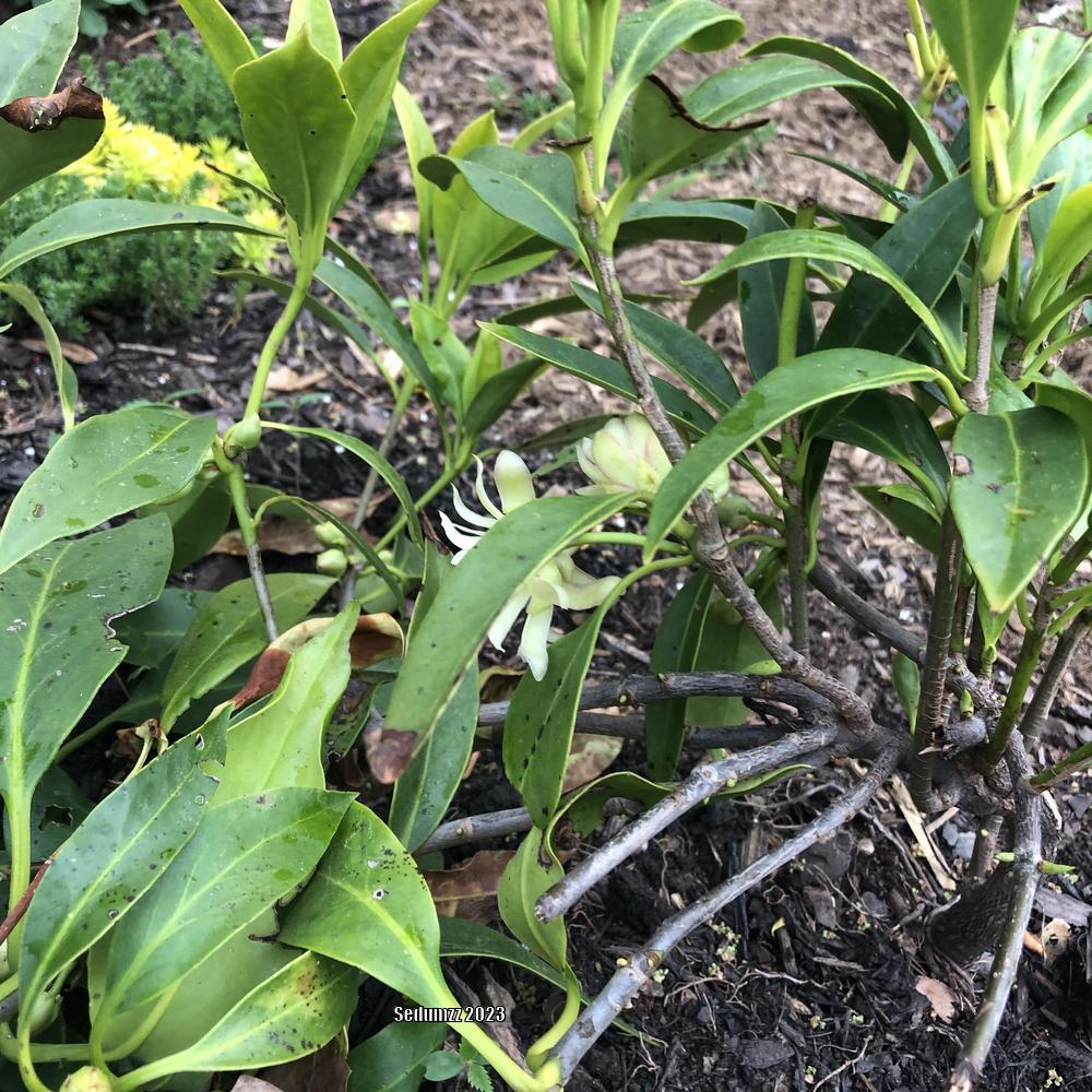 Photo of the entire plant of Star Anise (Illicium Star Flower Orion ...