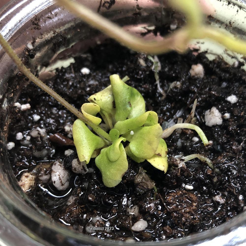 Photo of the leaves of Corkscrew Plant (Genlisea violacea) posted by ...