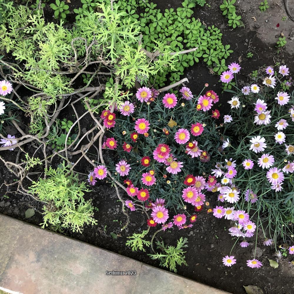 Photo of the entire plant of Marguerite Daisy (Argyranthemum frutescens ...