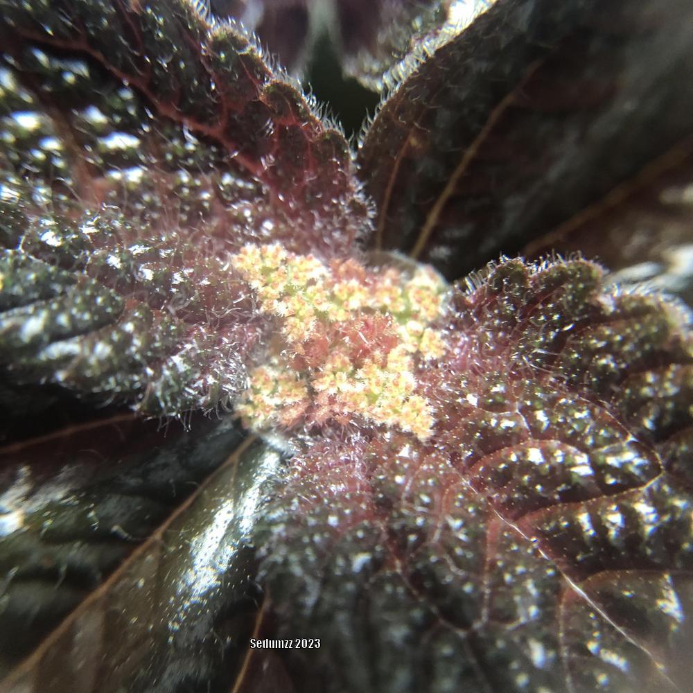 Photo of the bloom of Black Leaved Panamiga (Pilea inaequalis) posted ...