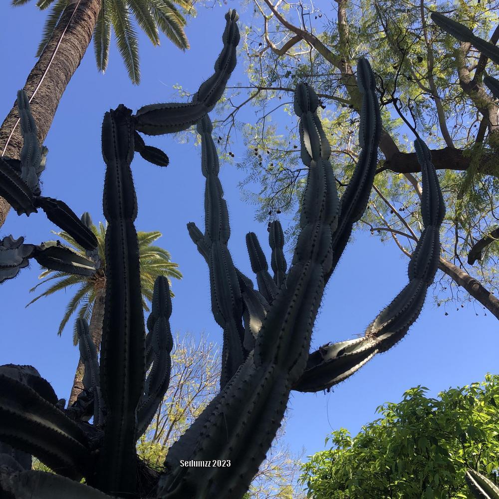 Photo of the entire plant of Peruvian Apple (Cereus repandus) posted by ...