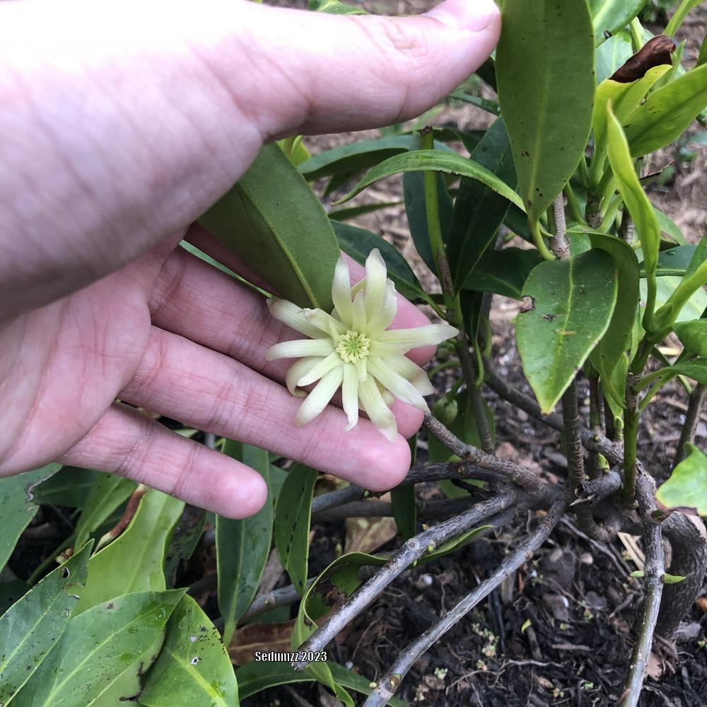 Photo of the bloom of Star Anise (Illicium Star Flower Orion™) posted ...