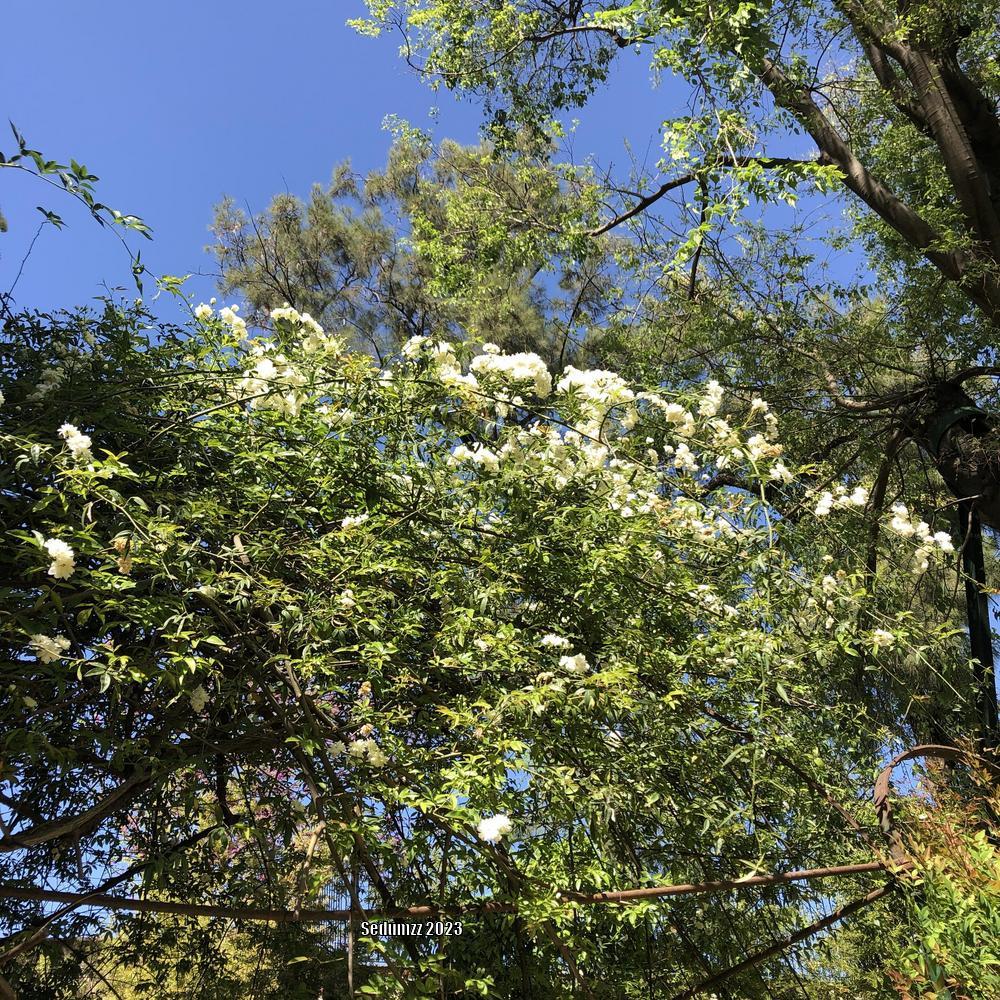 Photo of the entire plant of Rose (Rosa 'Fortuniana') posted by sedumzz ...