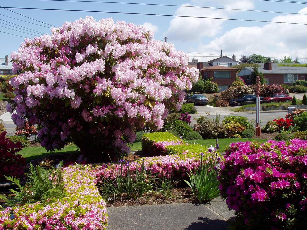 Rhododendron 'Pink Pearl' in the Rhododendrons Database - Garden.org