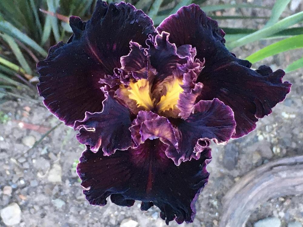 Photo of the bloom of Pacific Coast Iris (Iris 'Fire Code') posted by ...
