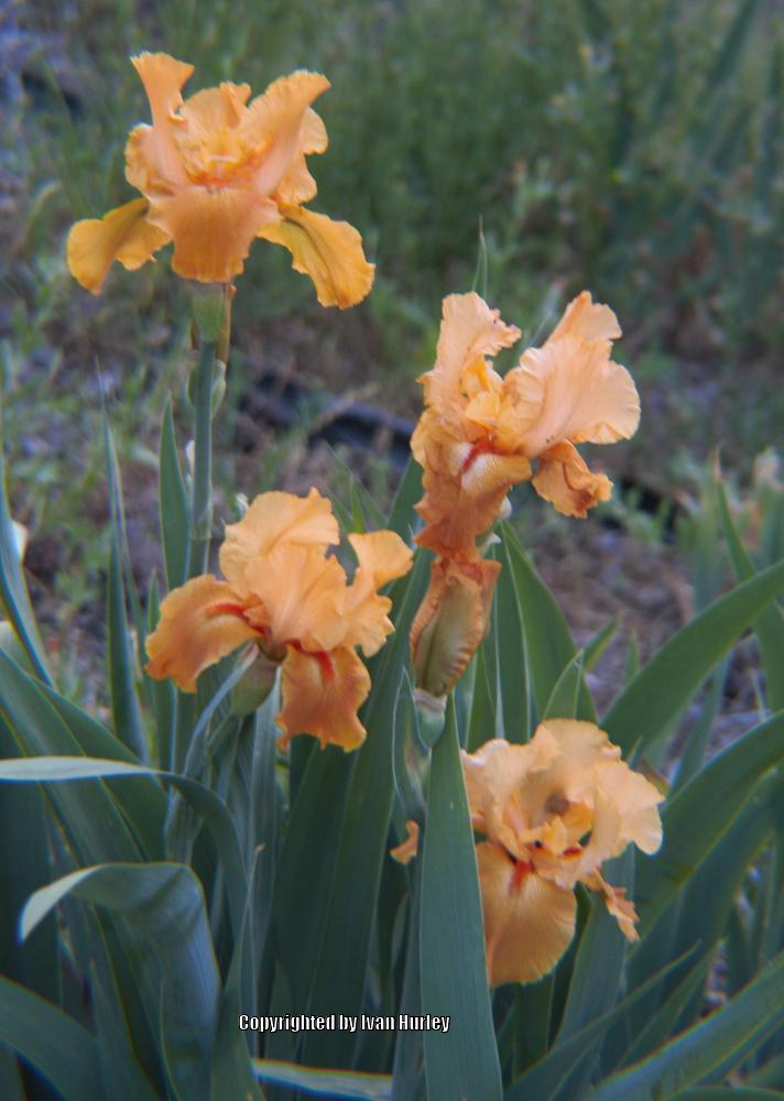 Tall Bearded Iris (Iris 'Flaming Star') in the Irises Database - Garden.org