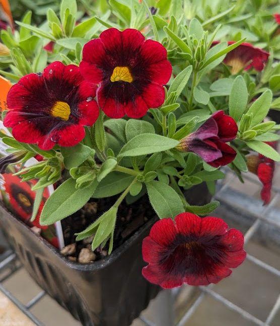 Million Bells (Calibrachoa Cha-Cha™ Red Kiss) in the Calibrachoas ...