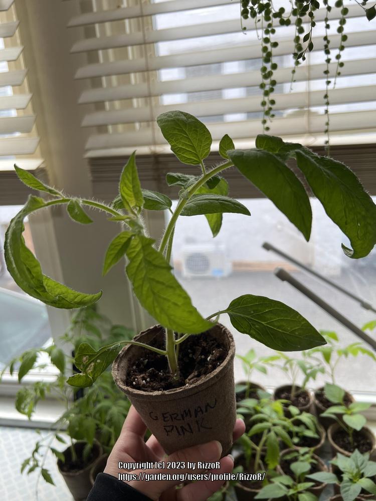 Photo of the seedling or young plant of Tomato (Solanum lycopersicum ...